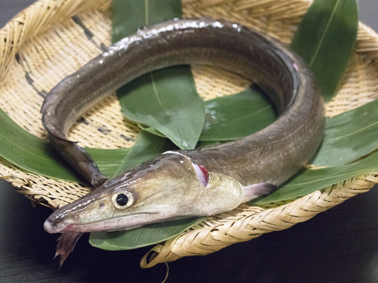 Fish in August - Ocean Boy Co.,Ltd.