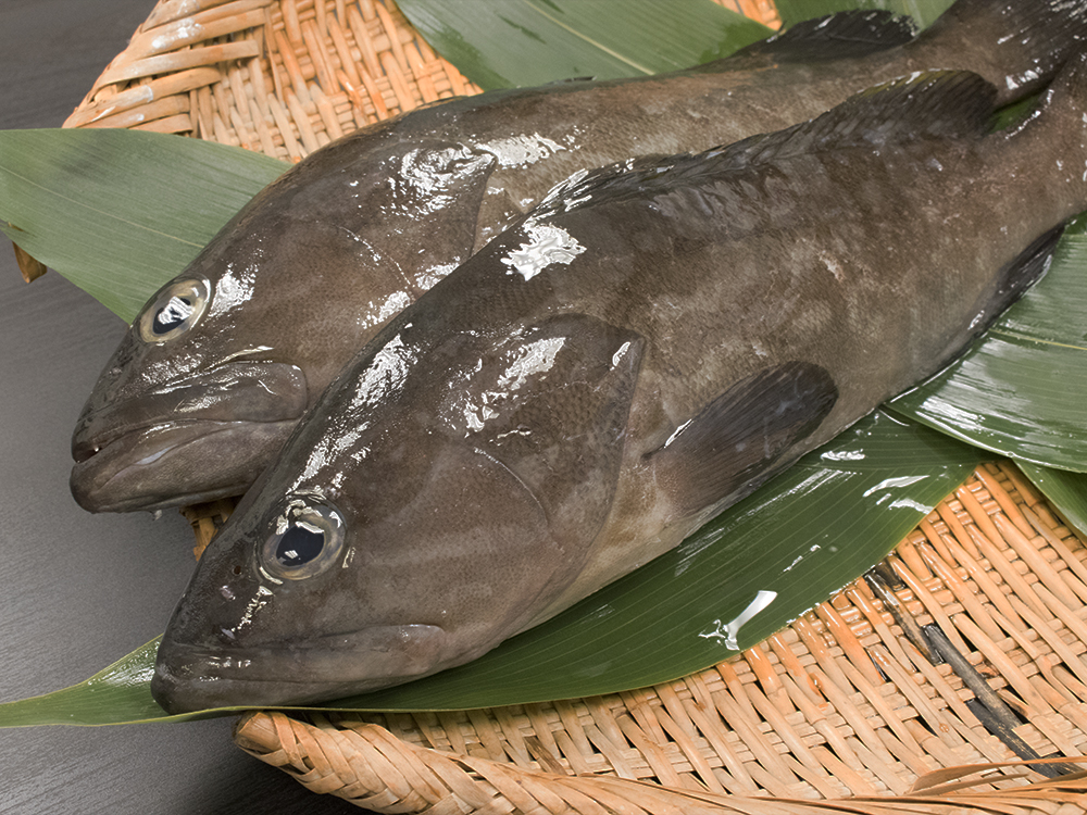 Fish in January - Ocean Boy Co.,Ltd.