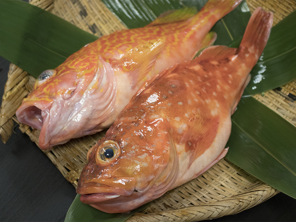 Fish in April - Ocean Boy Co.,Ltd.