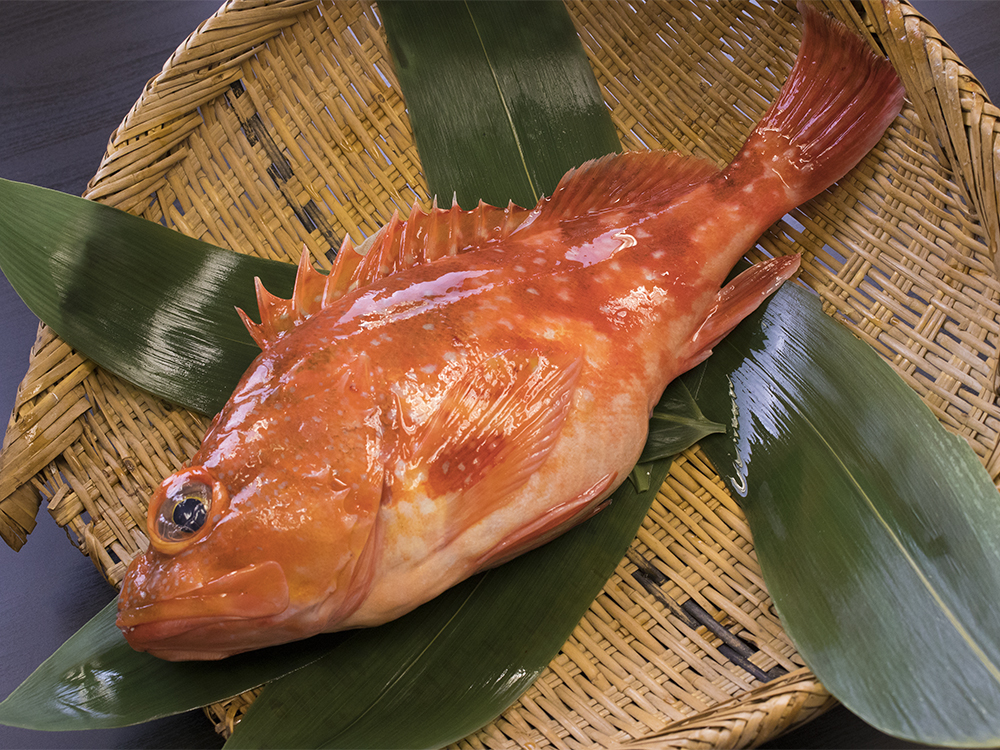 Fish in April - Ocean Boy Co.,Ltd.