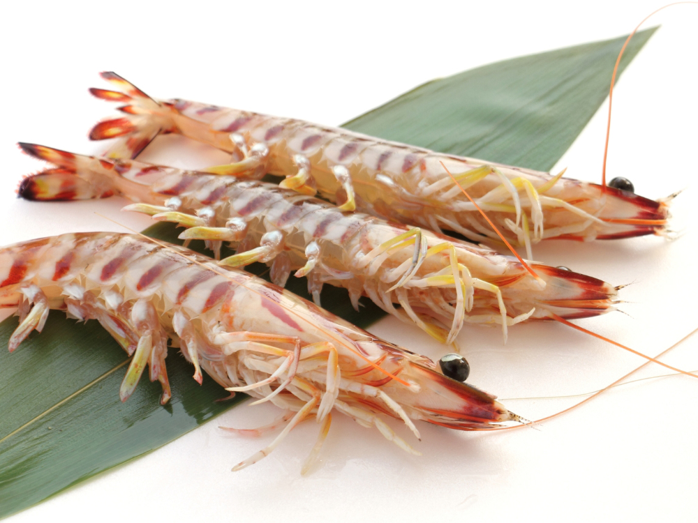 Fish in May - Ocean Boy Co.,Ltd.