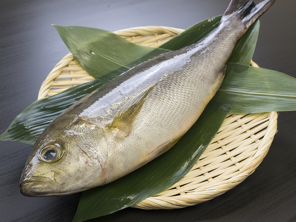 Fish in August - Ocean Boy Co.,Ltd.