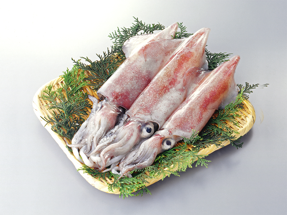 Fish in June - Ocean Boy Co.,Ltd.