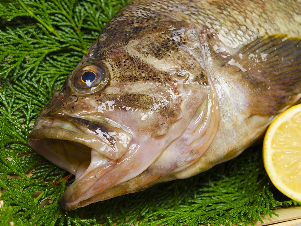 Fish in June - Ocean Boy Co.,Ltd.