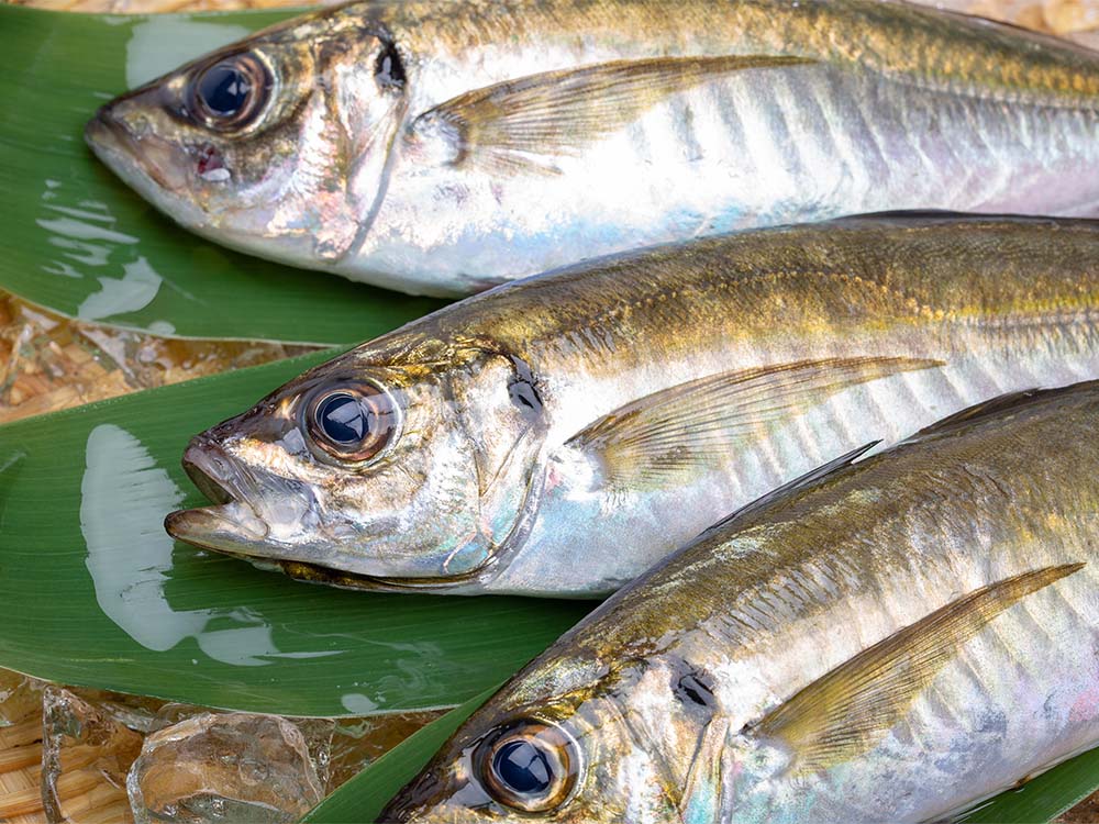 Fish in July - Ocean Boy Co.,Ltd.